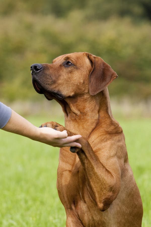 De Poot Van De Hond En Het Menselijke Hand Schudden Stock Afbeelding ...
