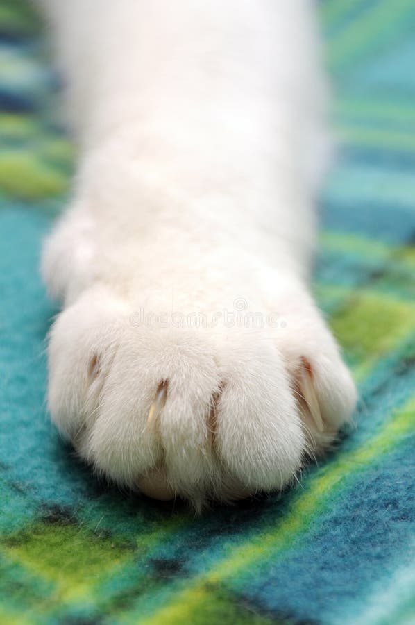 Kattenpootje stock afbeelding. Image of nana, bont, zoet - 27110103