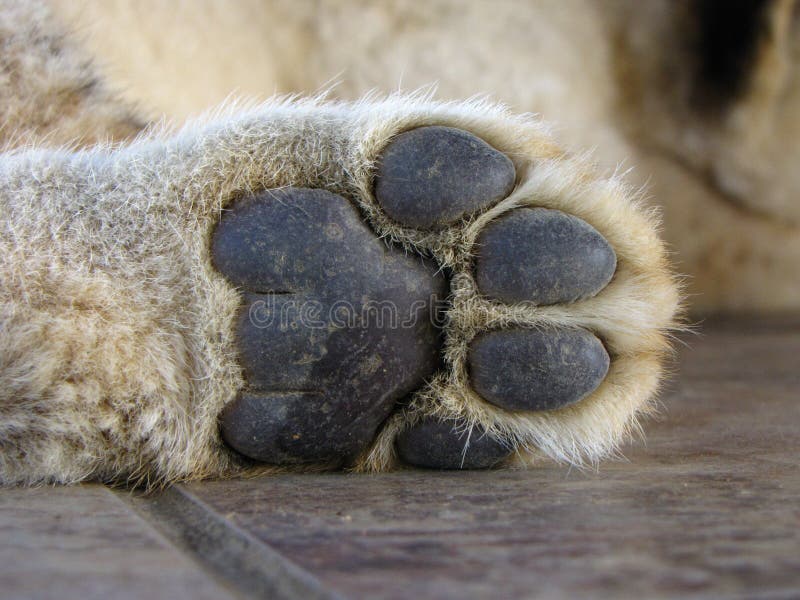 De Poot Van De Welp Van De Leeuw Stock Foto - Image of dieren, leeuw ...