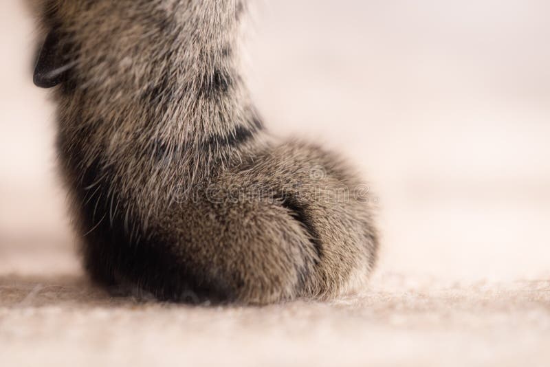 Grote Poort Van Een Tabby Kat Stock Foto - Image of zwarten, katachtig ...