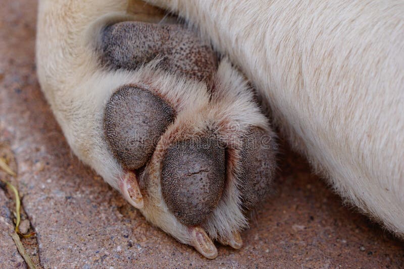 De Poot Van Hondlabrador Met Stootkussens Stock Foto - Afbeelding ...