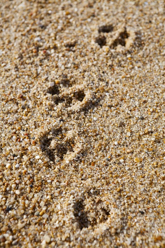 De Pootaf:drukken Van De Hond Stock Afbeelding - Image of poot, voet ...