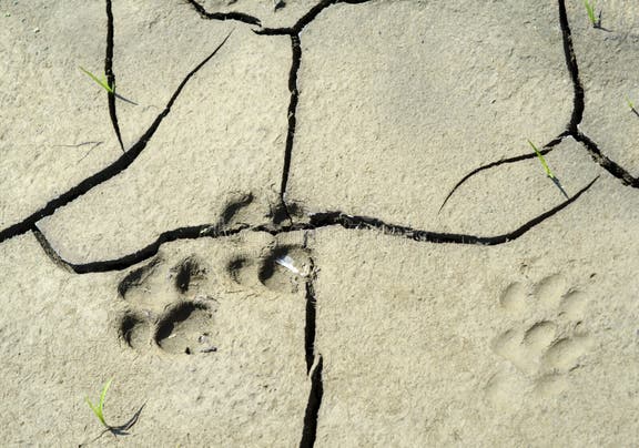 De Pootaf:drukken Van De Hond Stock Foto - Image of binnenlands ...