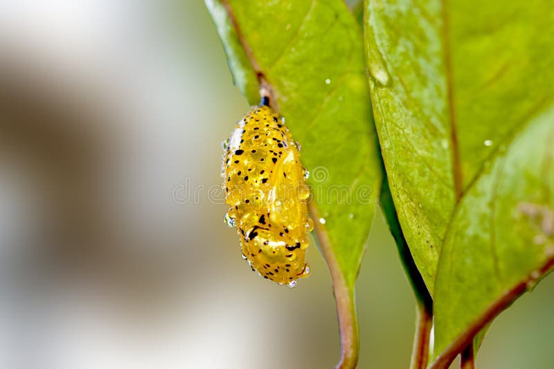 Pop van een vlinder stock afbeelding. Image of poppen - 21391071