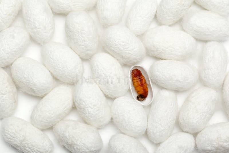 Collage Van Zijderupspoppen Stock Afbeelding - Image of wetenschap ...