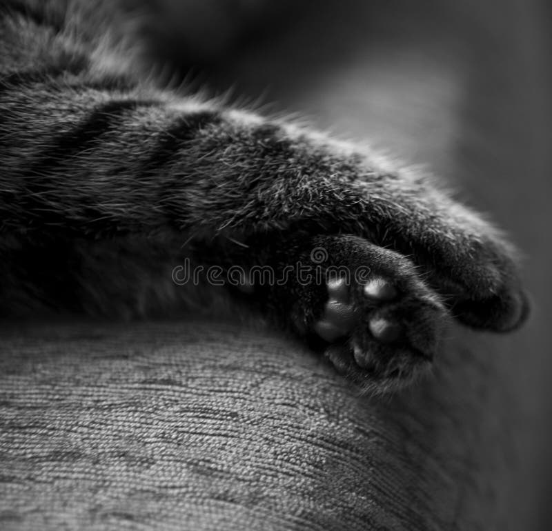 Kattenpootjes stock afbeelding. Image of fotografie, bont - 12563823