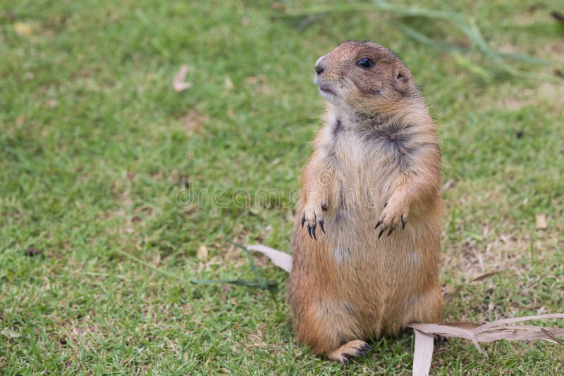 De prairiehond stock foto. Image of wild, bont, zoogdier - 103477922