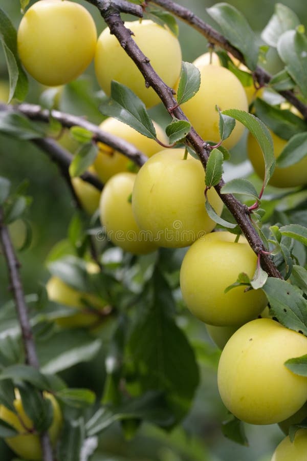 Kersenpruim stock afbeelding. Image of bloem, voedsel - 5816105