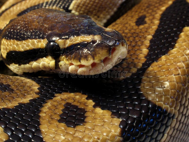 De Python Dichte Omhooggaand Van De Bal Stock Afbeelding - Image of ...