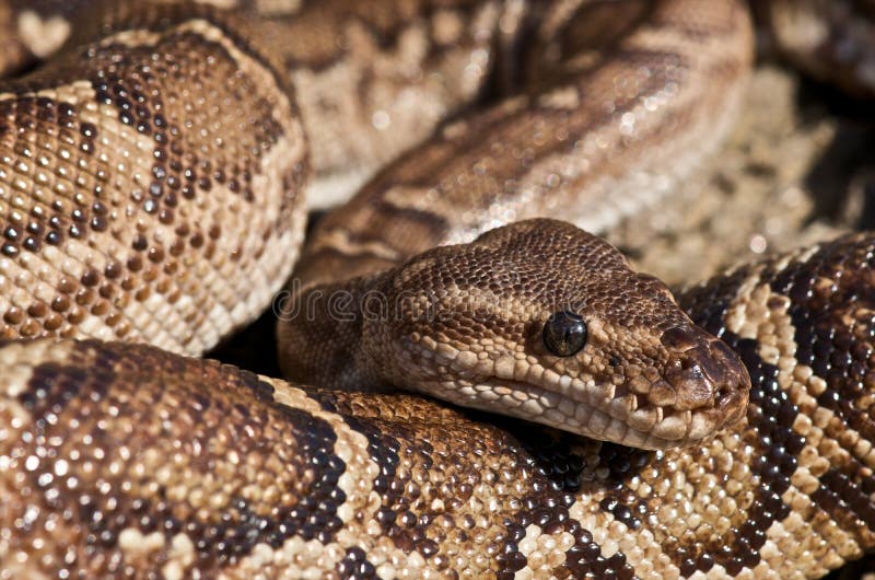 De python van Angola stock foto. Image of huisdieren - 12543742