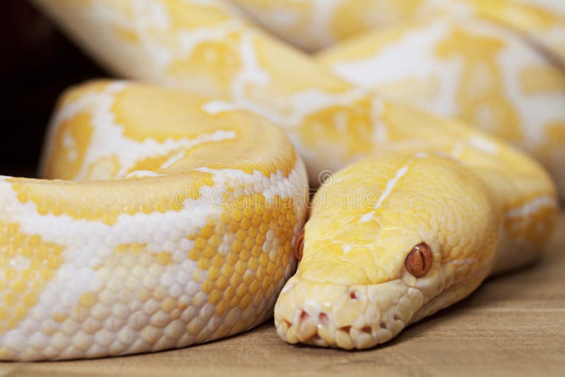 De Python Van De Albino Van De Tijger Van De Lavendel Stock Afbeelding ...