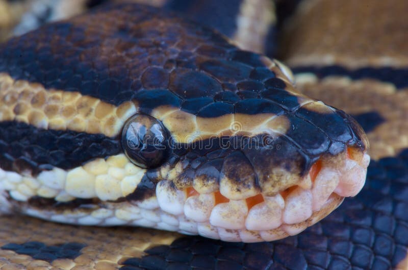 De python van de bal stock foto. Image of gambia, huisdieren - 14438904