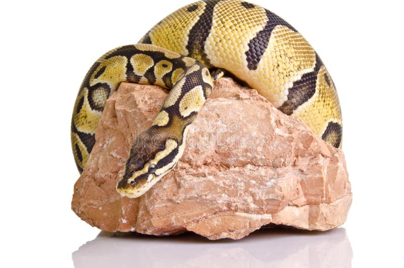 De Python van de bal stock foto. Afbeelding bestaande uit slither - 3485186