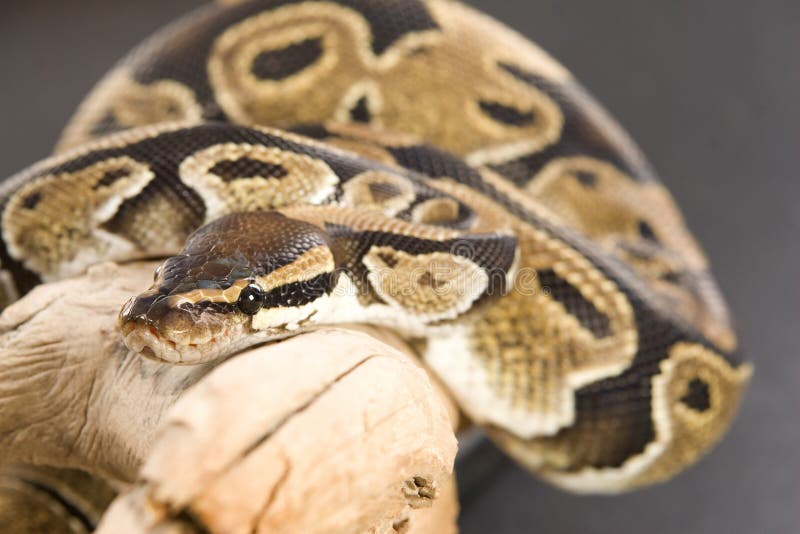 De Python van de bal stock foto. Image of constrictor - 3485186