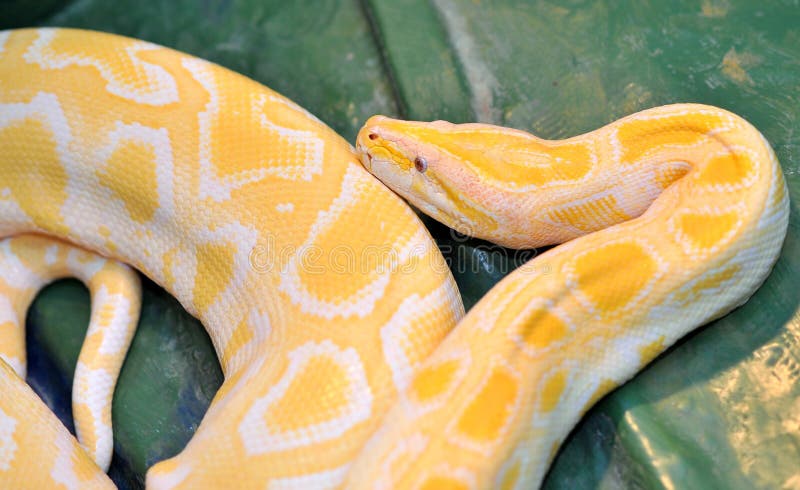 Python Molurus of Indiase Rock Python Op Zoek Naar Een Grijze of ...