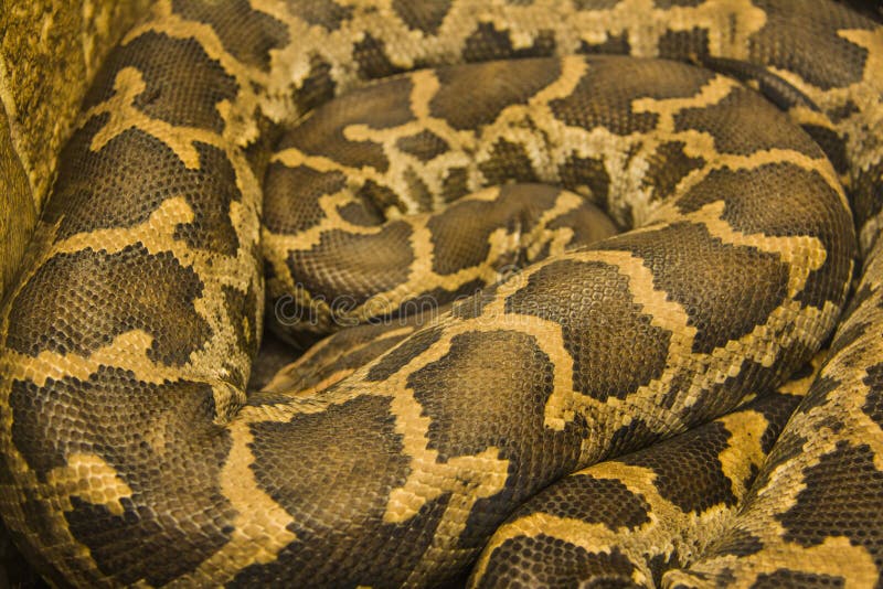 Huid Van Een Grote Slang Als Achtergrond Stock Foto - Image of bevlekt ...