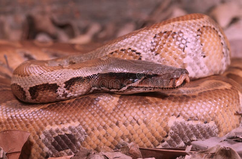 De python van het bloed stock afbeelding. Image of python - 5759307