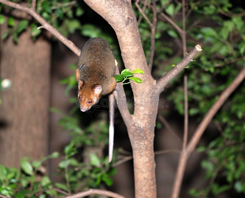 De rat van het dak stock foto. Image of rood, staart, nacht - 8310334