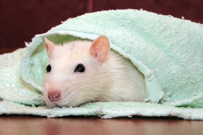De rat van het huis stock foto. Image of deken, eenzaamheid - 4315116