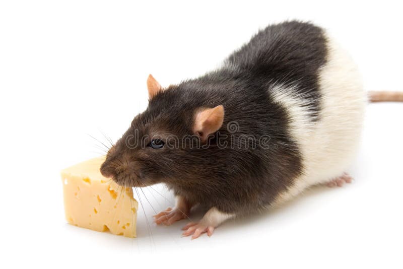 De Rat Van Het Huis Met Kaas Stock Afbeelding - Image of voedsel, eten ...