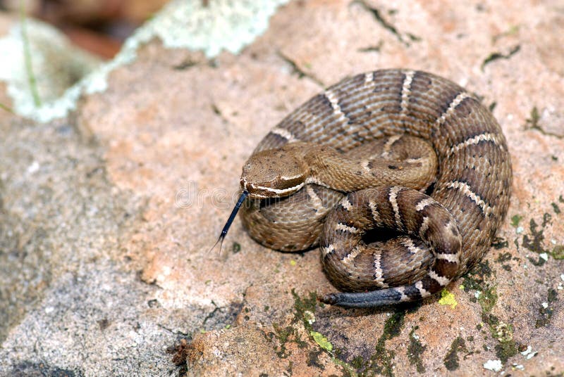 De Ratelslang Van Arizona Ridgenose Stock Afbeelding - Image of behoud ...