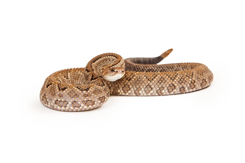 De Ratelslang Van Aruba Klaar Te Slaan Stock Foto - Image of binnen ...