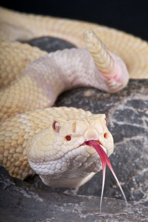 Rode ratelslang stock afbeelding. Image of rood, huisdier - 19851247