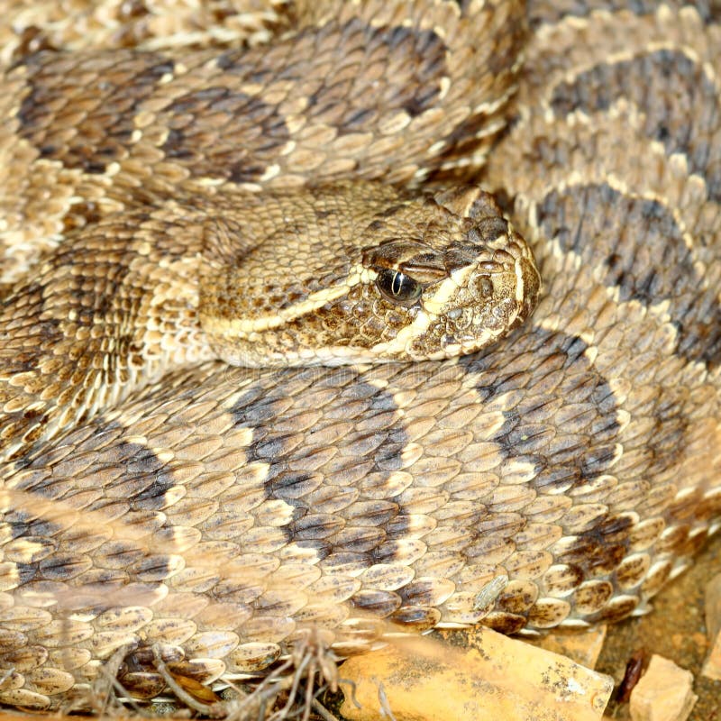 De Ratelslang Van De Prairie (viridis Crotalus) Stock Foto - Image of ...