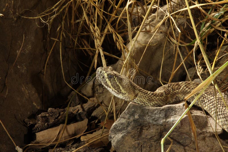 De Ratelslang Van De Prairie - Viridis Crotalus Stock Afbeelding ...