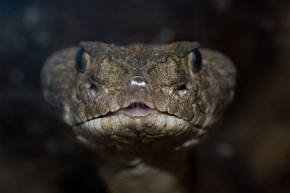 De Ratelslang Van Texas Diamondback Stock Afbeelding - Image of diamant ...