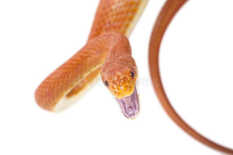 De Rattenslang Van Texas Het Aanvallen Stock Foto - Image of vrees ...