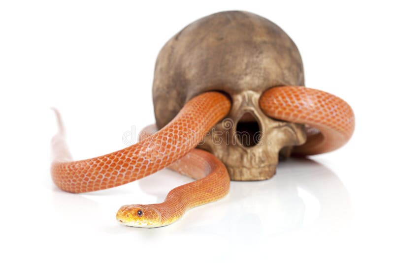 Texas-ratten Slang Met Schedel Stock Foto - Image of studio, kleur ...