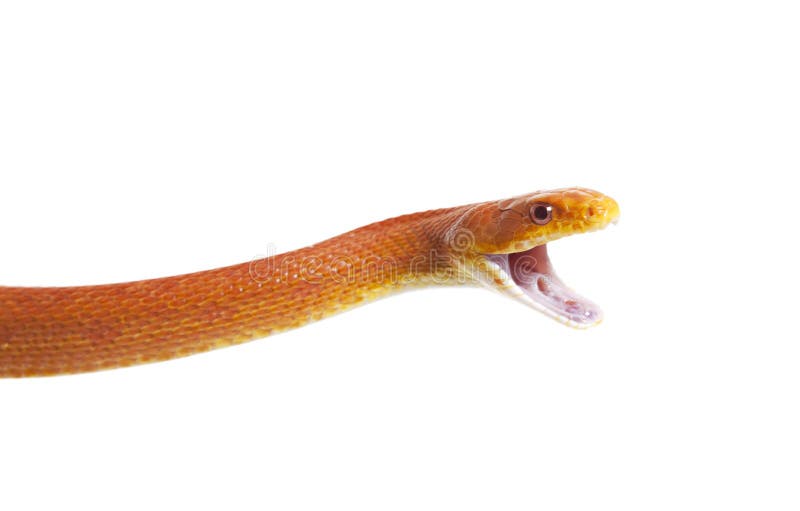 De Rattenslang Van Texas Over Wit Stock Afbeelding - Image of vrees ...