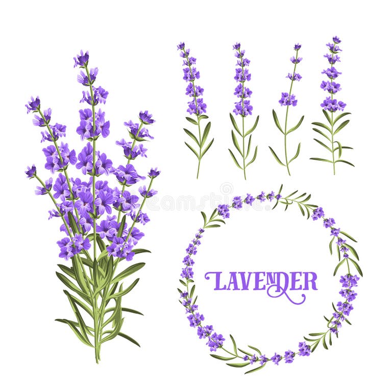 De Reeks Van Lavendel Bloeit Elementen Vector Illustratie ...
