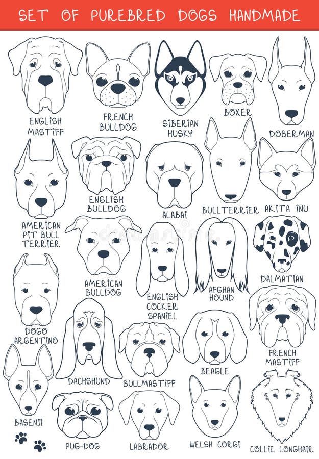 De Reeks Van 24 Verschillende Honden Kweekt Met De Hand Gemaakt ... De Reeks Van 24 Verschillende Honden Kweekt Met De Hand Gemaakt ...