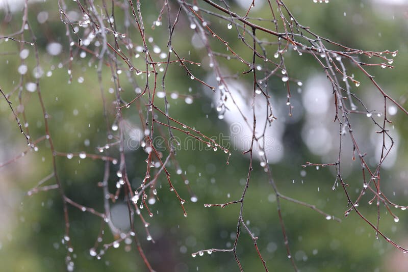 De Regendruppels Op De Takken Van Een Berk Stock Afbeelding - Image of ...