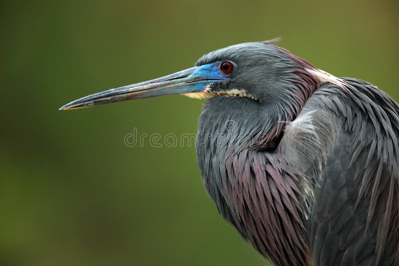 De Reiger van Tricolored stock afbeelding. Image of vogel - 13648619