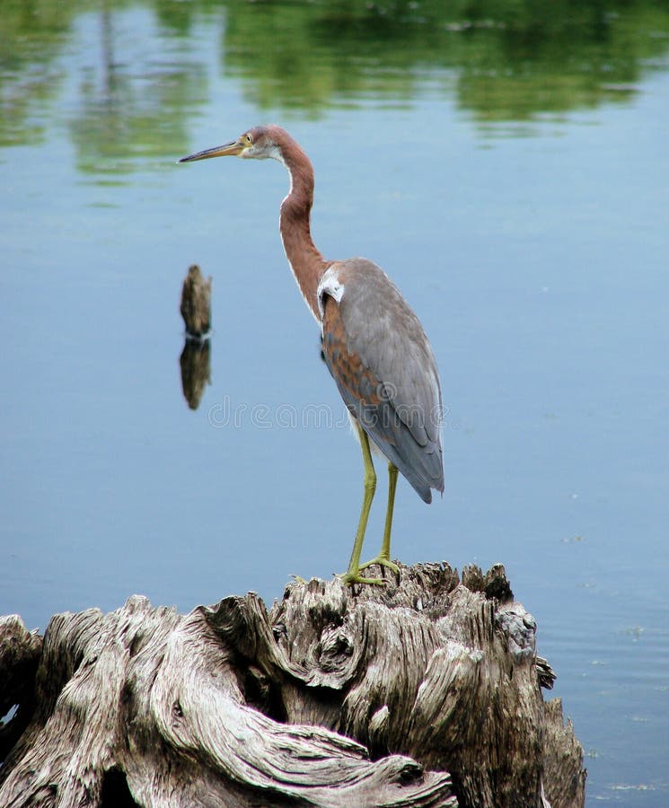 De Vogel Van De Reiger Van Tricolored Stock Foto - Image of tropisch ...