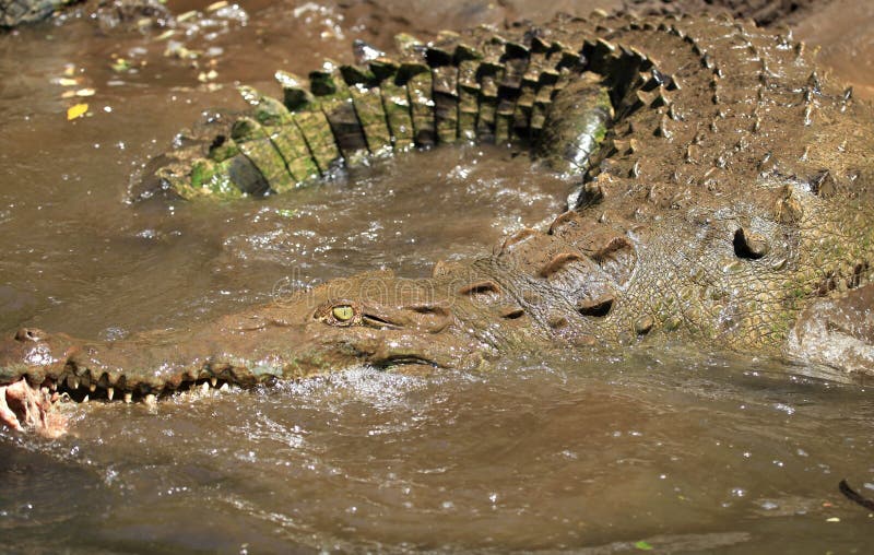 Krokodil in de rivier Nijl stock afbeelding. Image of rivieroever ...