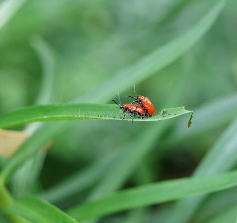 De Reproductie Van Het Insect Stock Foto - Image of nave, koppelen: 5618088