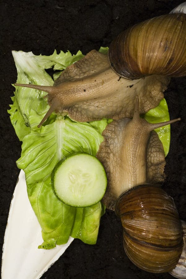 De Reuze Afrikaanse Slakken Van Het Land Stock Foto - Image of bedrijf ...