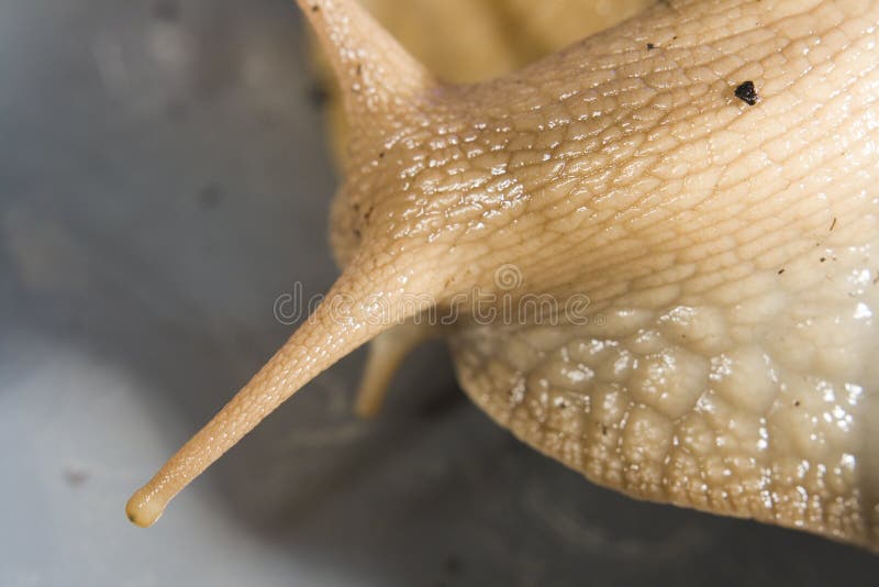 Reuze Afrikaanse Slak Die Eieren Leggen Stock Foto - Image of afrikaans ...