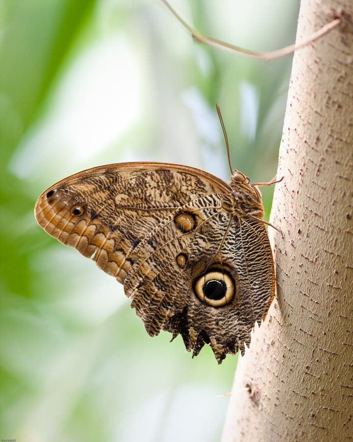 De Reuze Vlinder Van De Uil Stock Afbeelding - Image of scent, vlieg ...