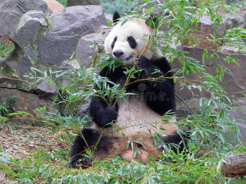 De Reuzepanda Die Bamboe Eten Stock Foto - Image of volledig, stad ...