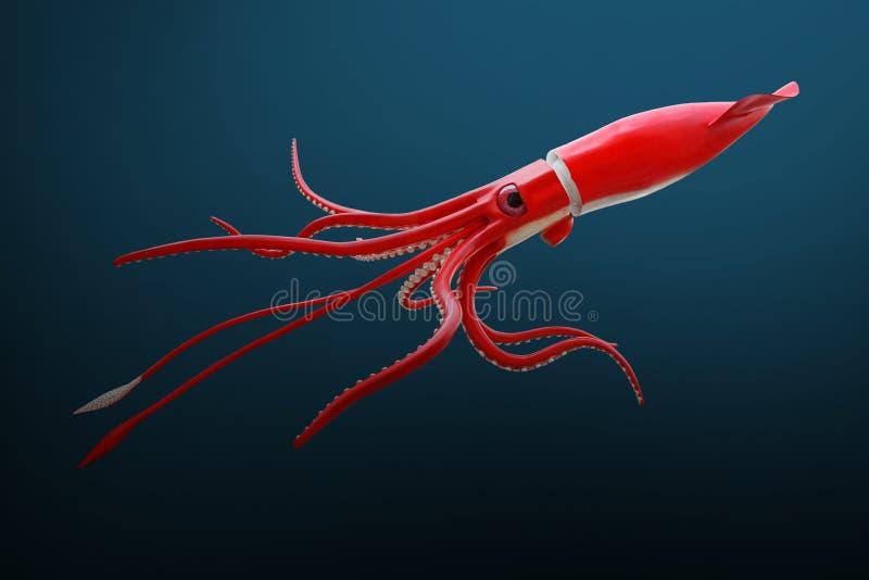 Reuze Pijlinktvis vector illustratie. Illustration of studie - 70624252