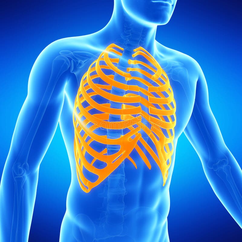 De ribbenkast stock illustratie. Illustration of menselijk - 45274963