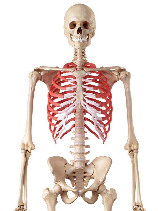 De ribbenkast stock illustratie. Illustration of anatomie - 56652759