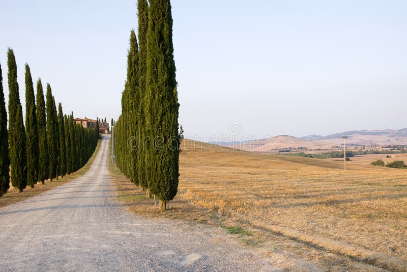 De rij van bomen stock afbeelding. Image of wijngaard - 15888931