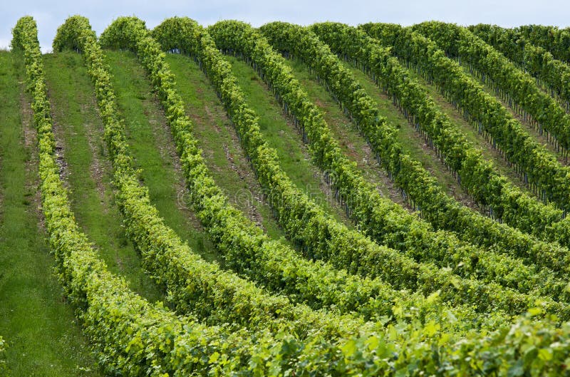 De rijen van de druif stock afbeelding. Image of land - 15962741
