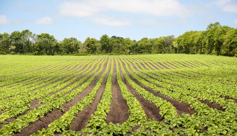 De rijen van het gewas stock foto. Image of groei, boom - 9624682
